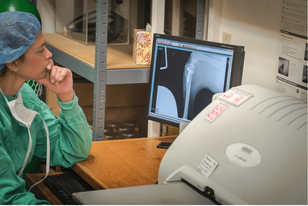 technician-x-ray-orthopedic-tplo-surgery-screen-dog-surgery - Animal ...